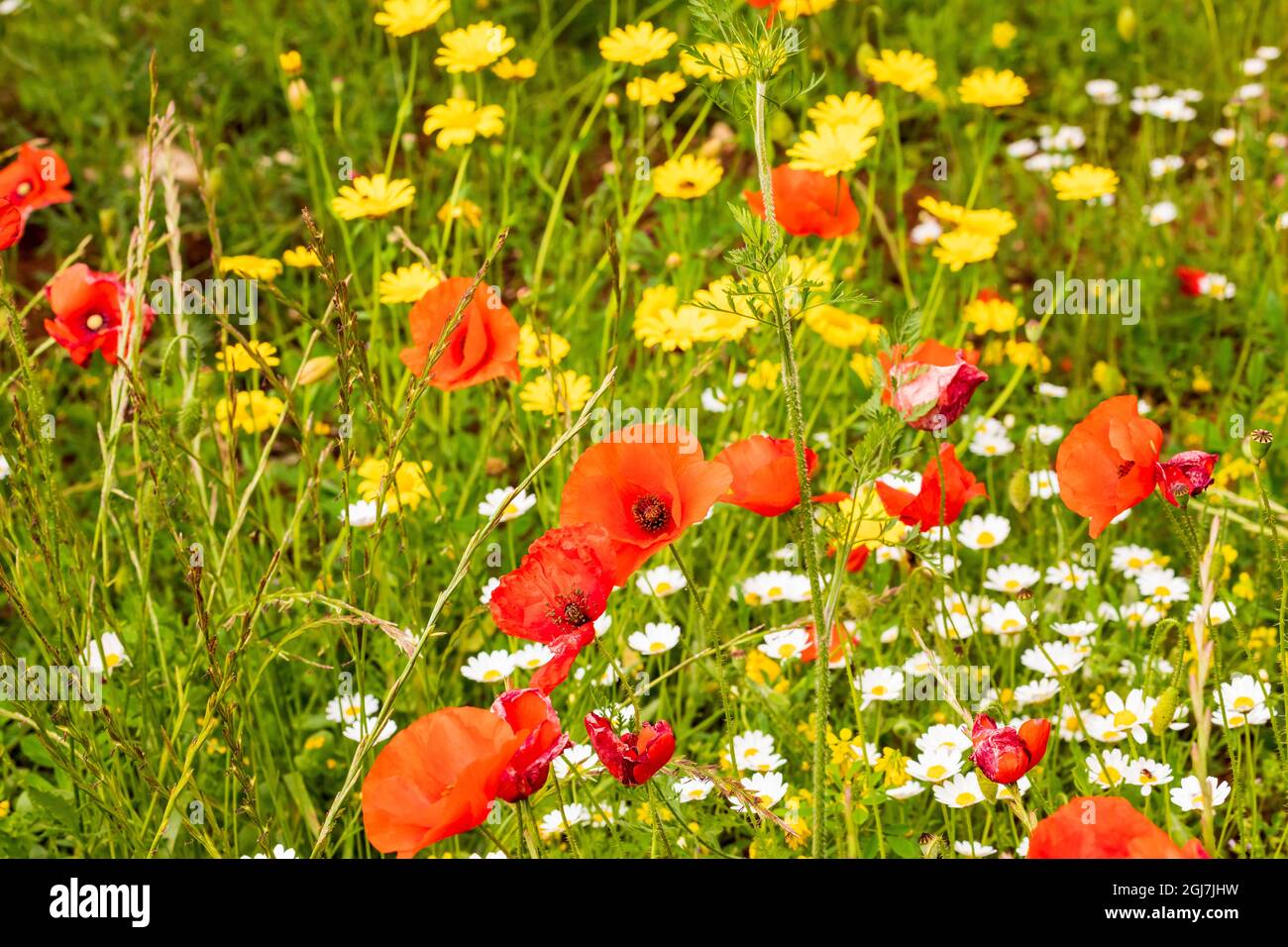 Italy, Apulia, Province of Bari. Countryside with poppies and other ...