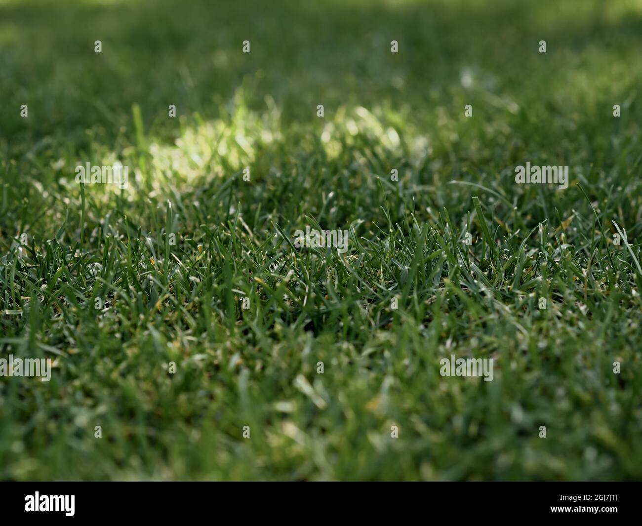 Close-up green grass background texture, green lawn pattern and texture ...