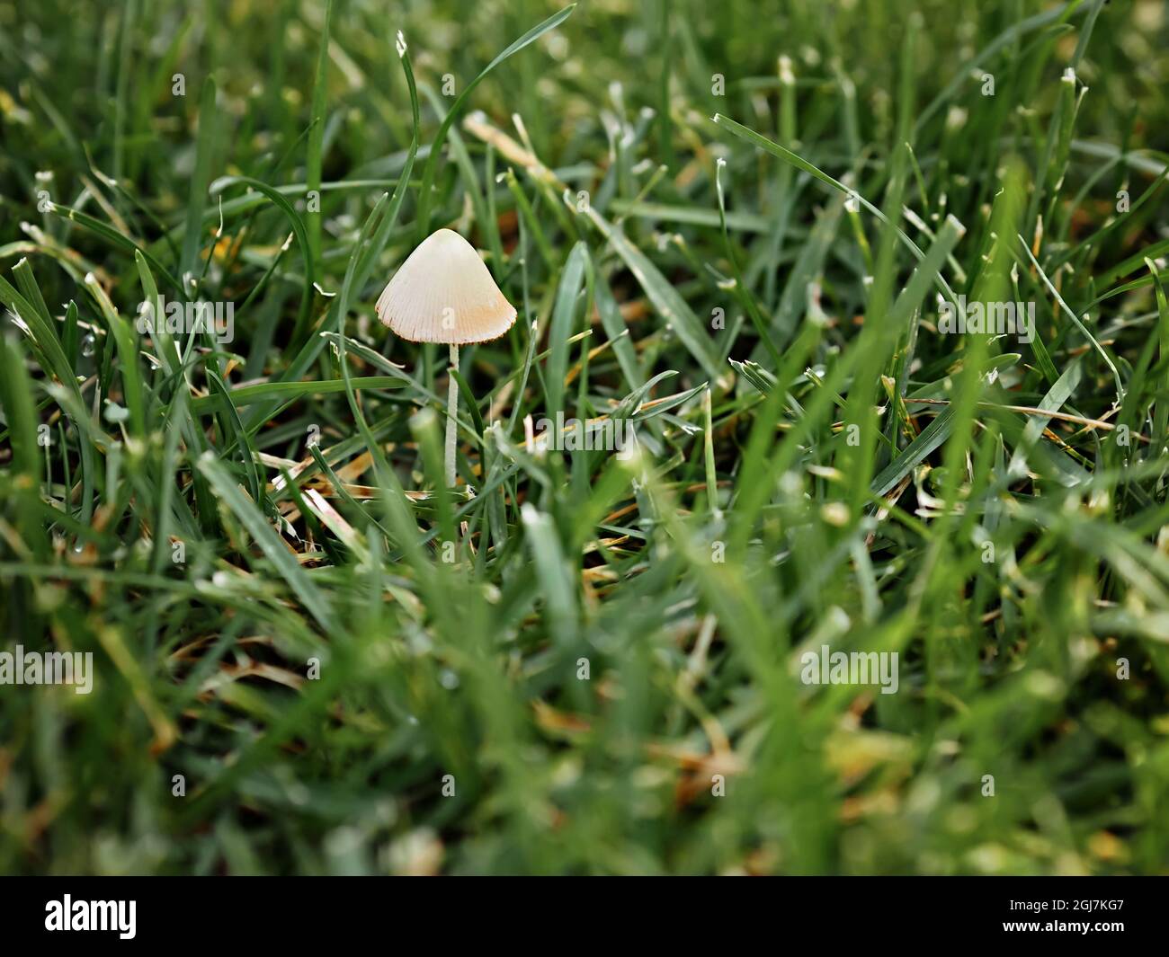 Close-up green grass and toadstool mushroom on a thin stem Stock Photo ...