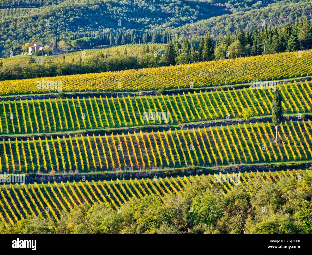 Europe, Italy, Chianti. Vineyard in autumn in the Chianti region of ...