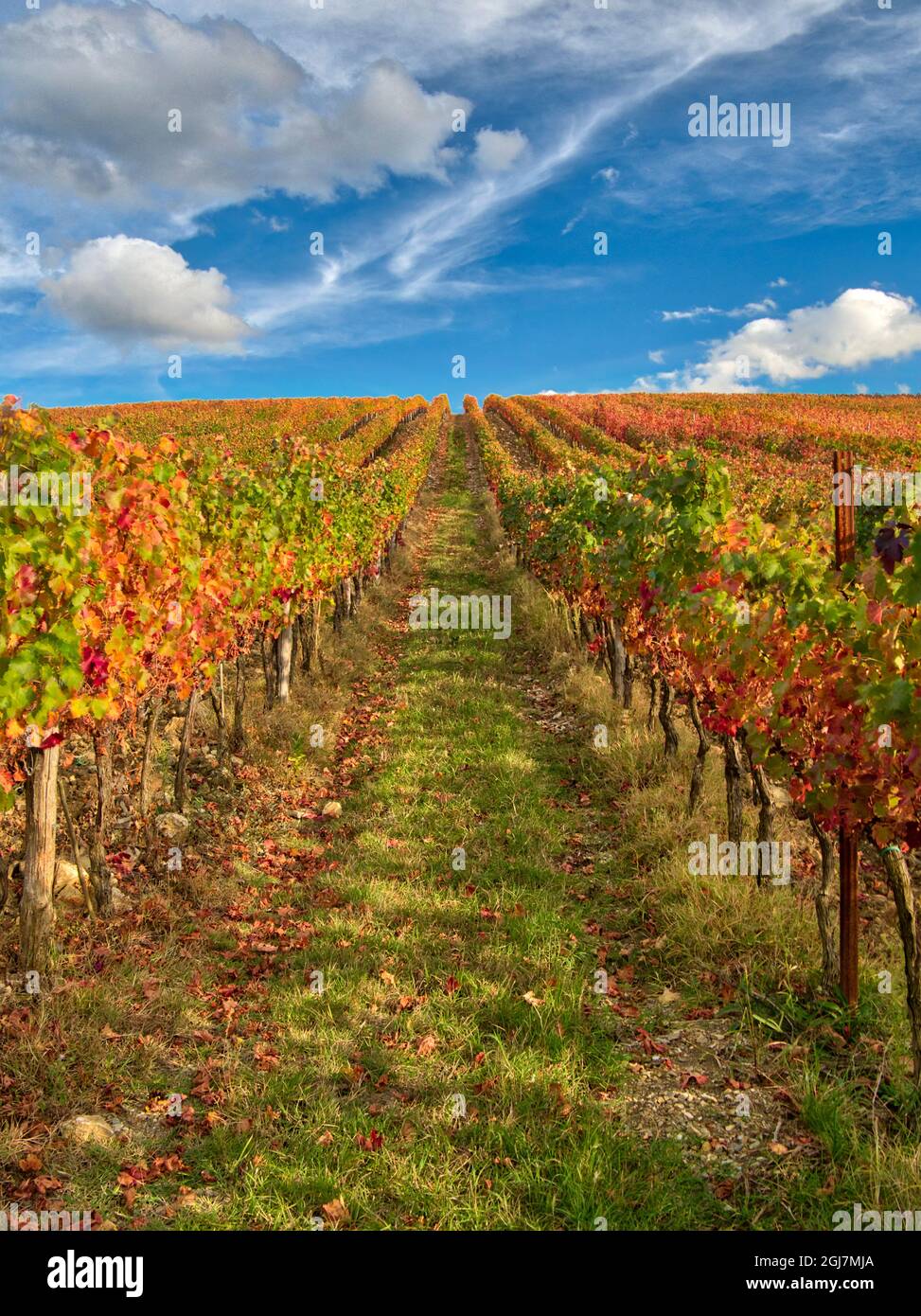 Italy, Tuscany. Colorful vineyards in autumn with blue skies and clouds ...