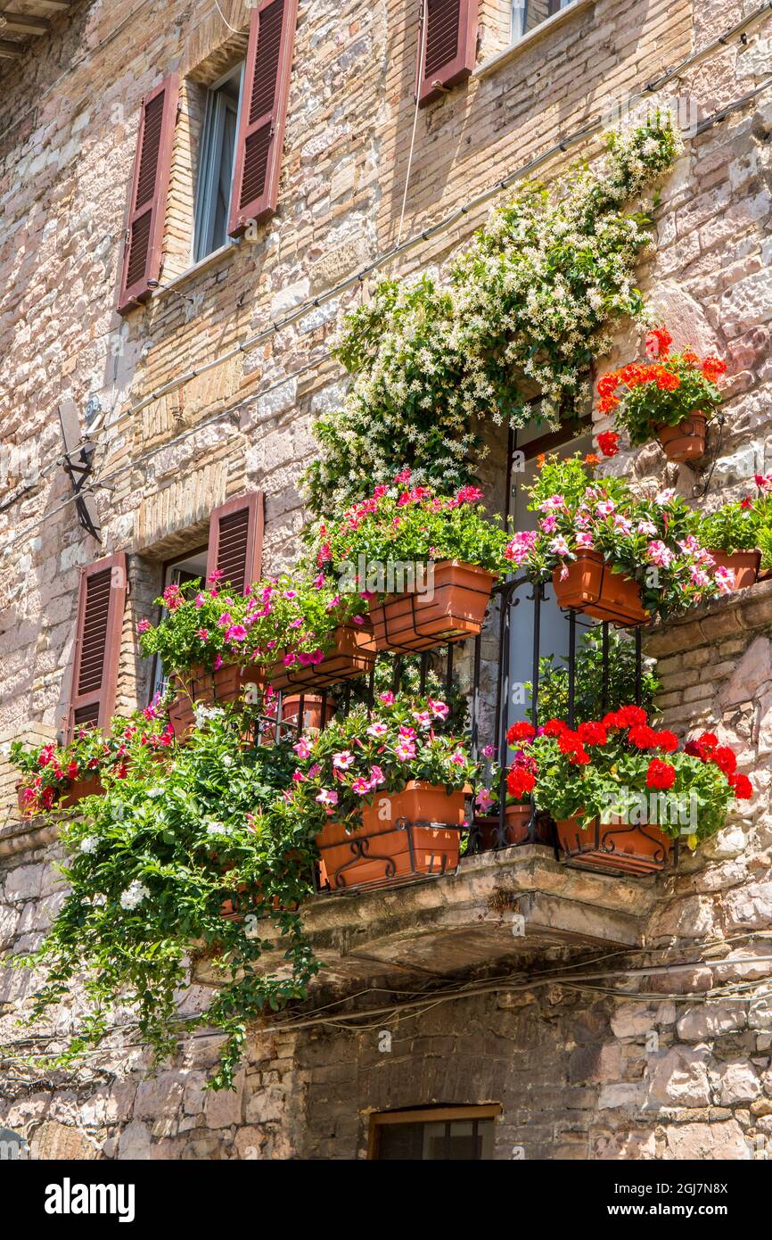 Assisi, Umbria region, Italy. Potted flower garden of geraniums and ...