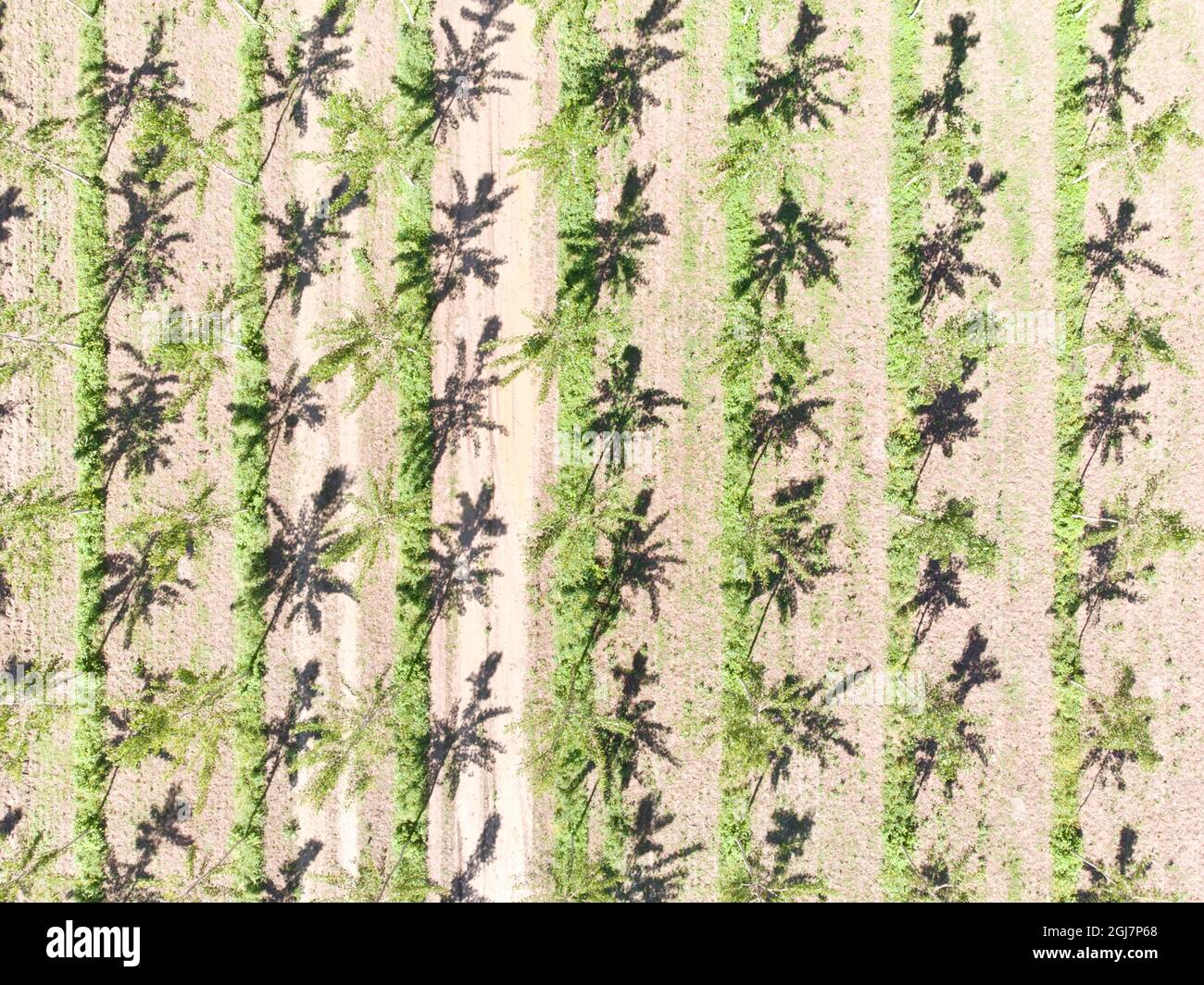 Italy, Mantua, poplar tree plantation, poplar trees are used to produce ...