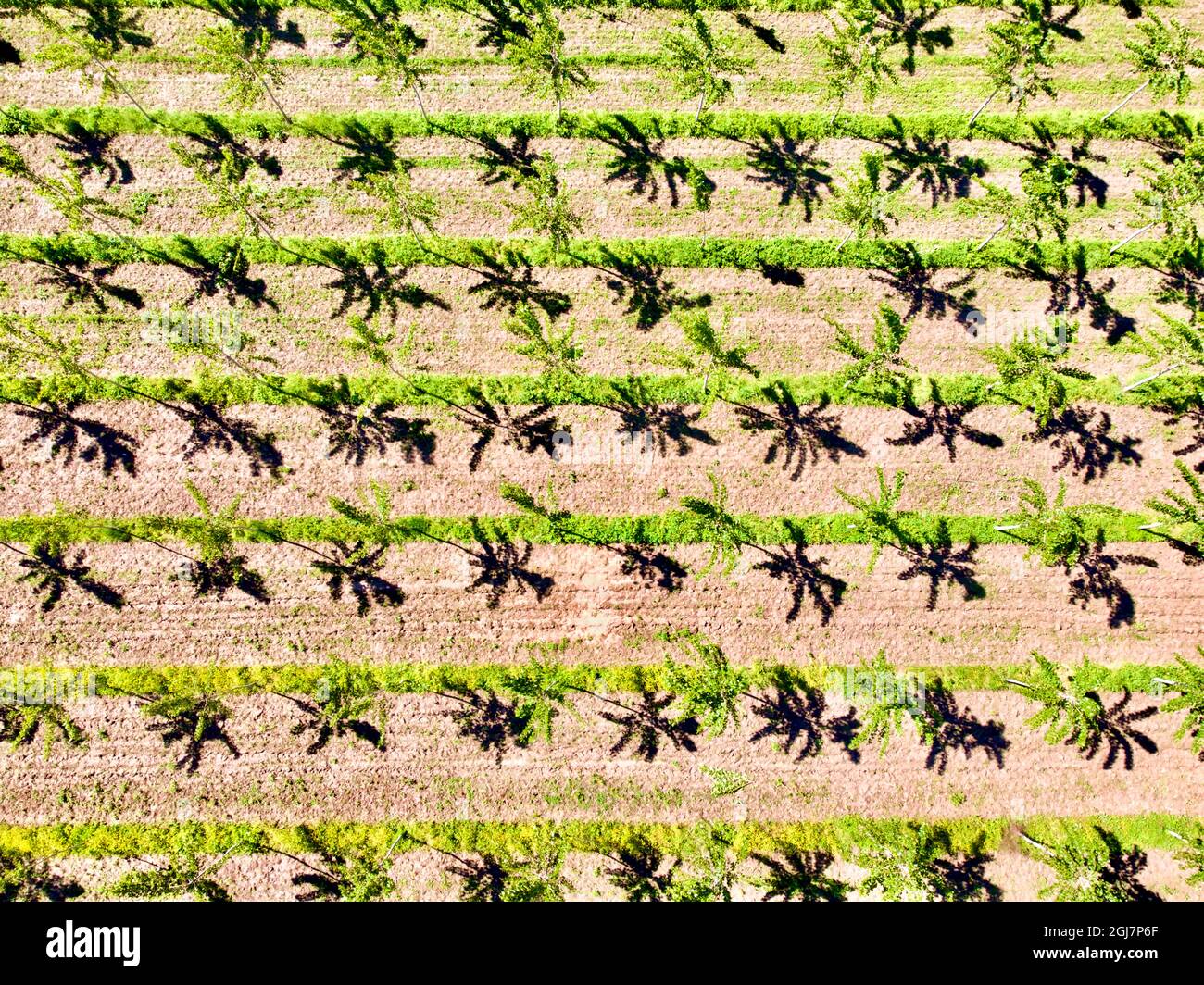 Italy, Mantua, poplar tree plantation, poplar trees are used to produce ...