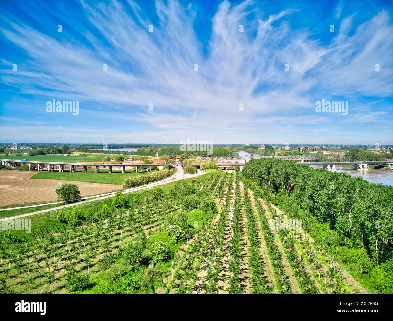 Italy, Mantua, poplar tree plantation, poplar trees are used to produce ...