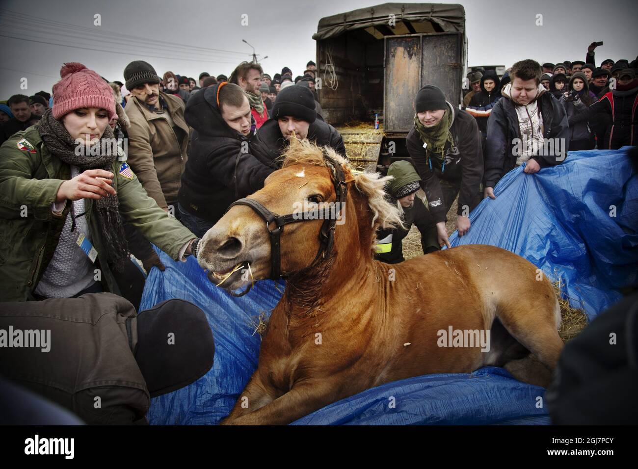 Stop Horse Slaughter