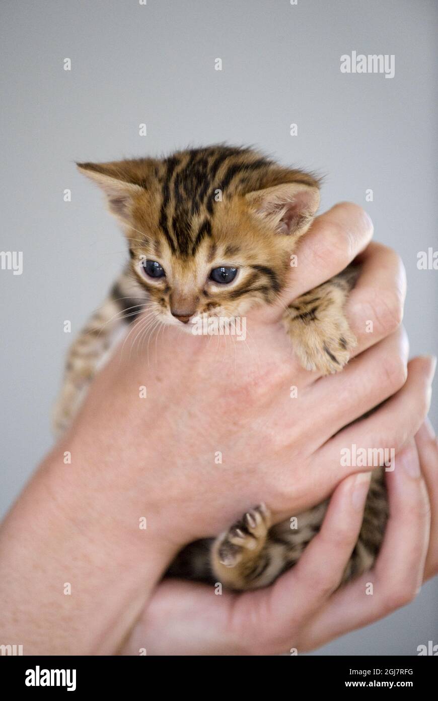 Woman holding Bengal kitten Stock Photo - Alamy