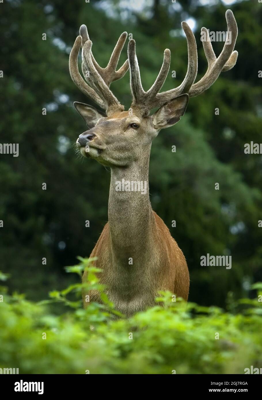 Deer in a Zoo Stock Photo - Alamy