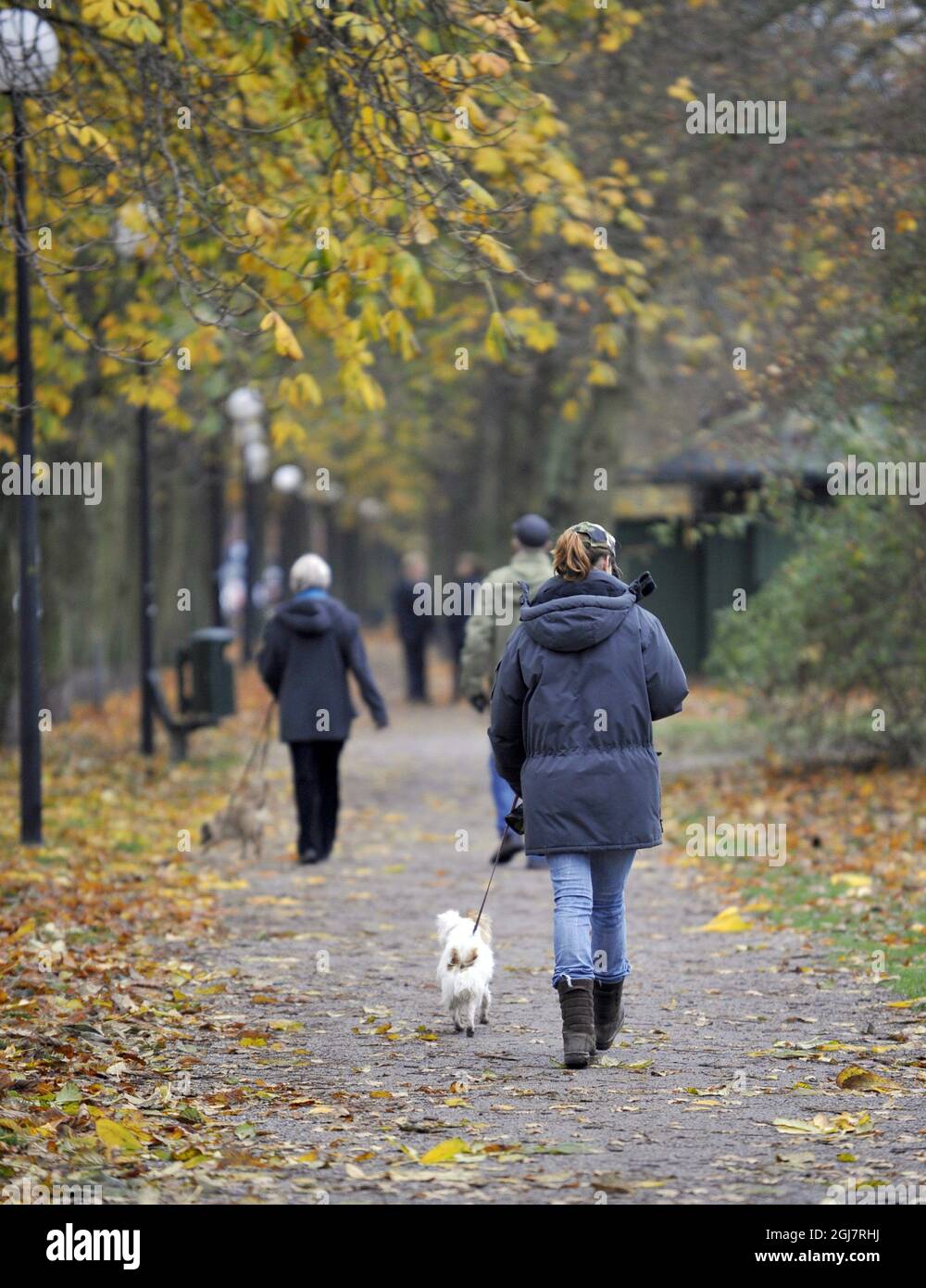 Woman walking the dog in park Stock Photo - Alamy
