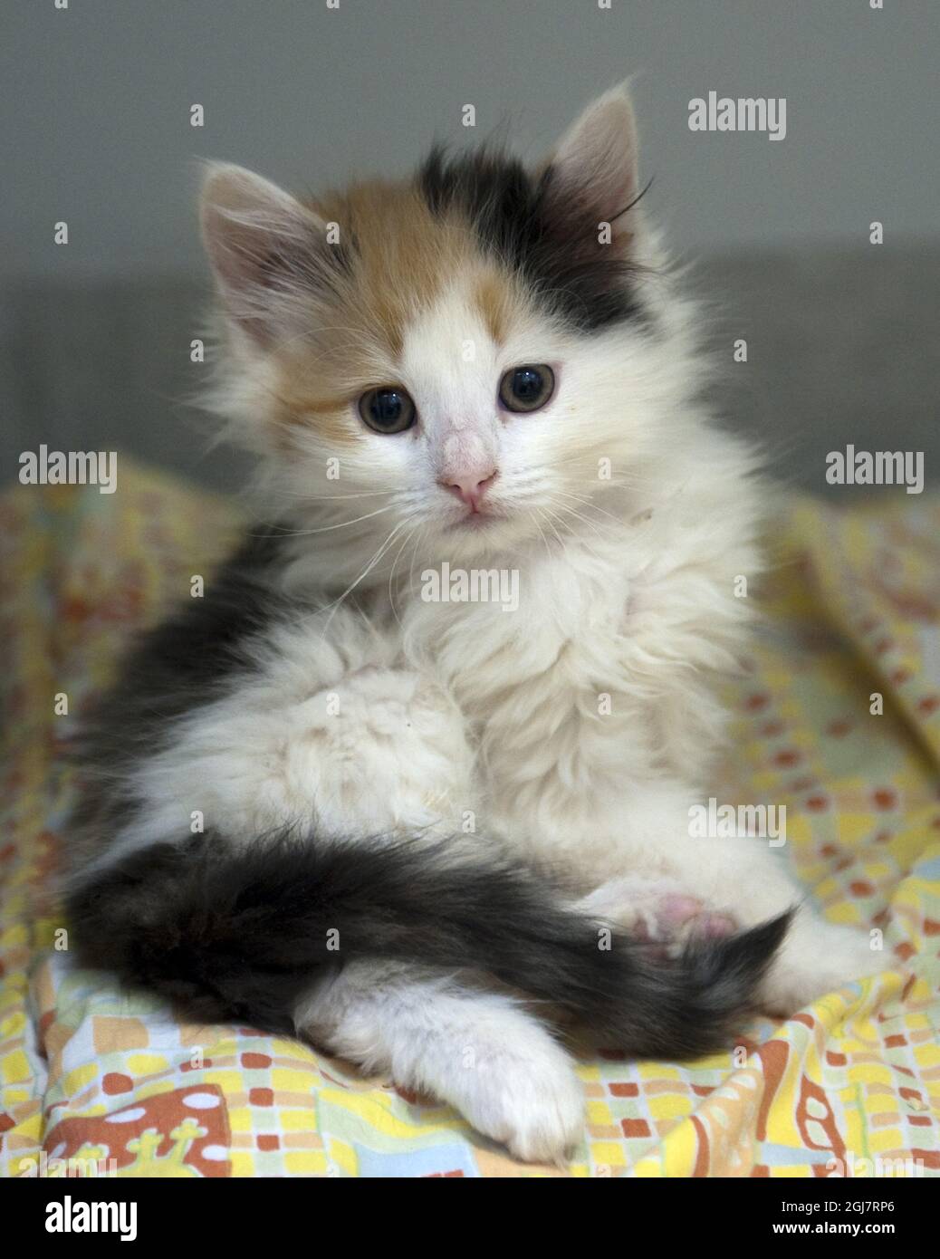 News kitten hi-res stock photography and images - Alamy