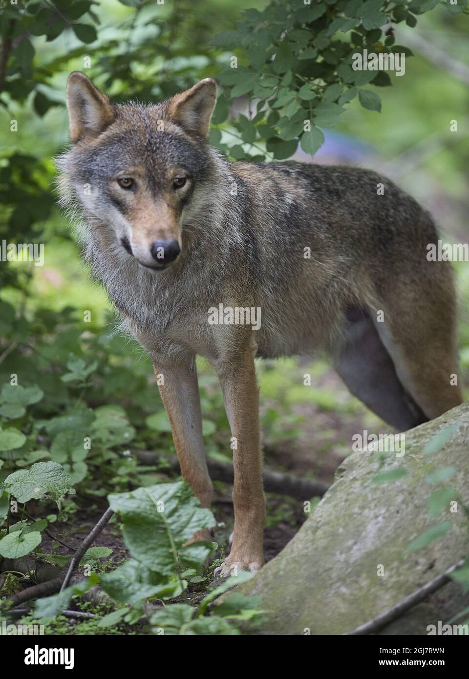 Wolf in a zoo Stock Photo - Alamy