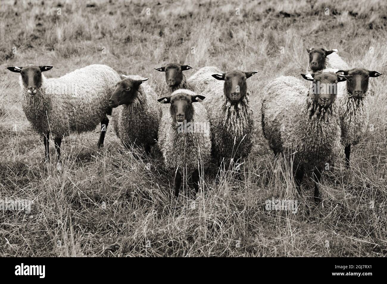 A group of sheep Stock Photo - Alamy