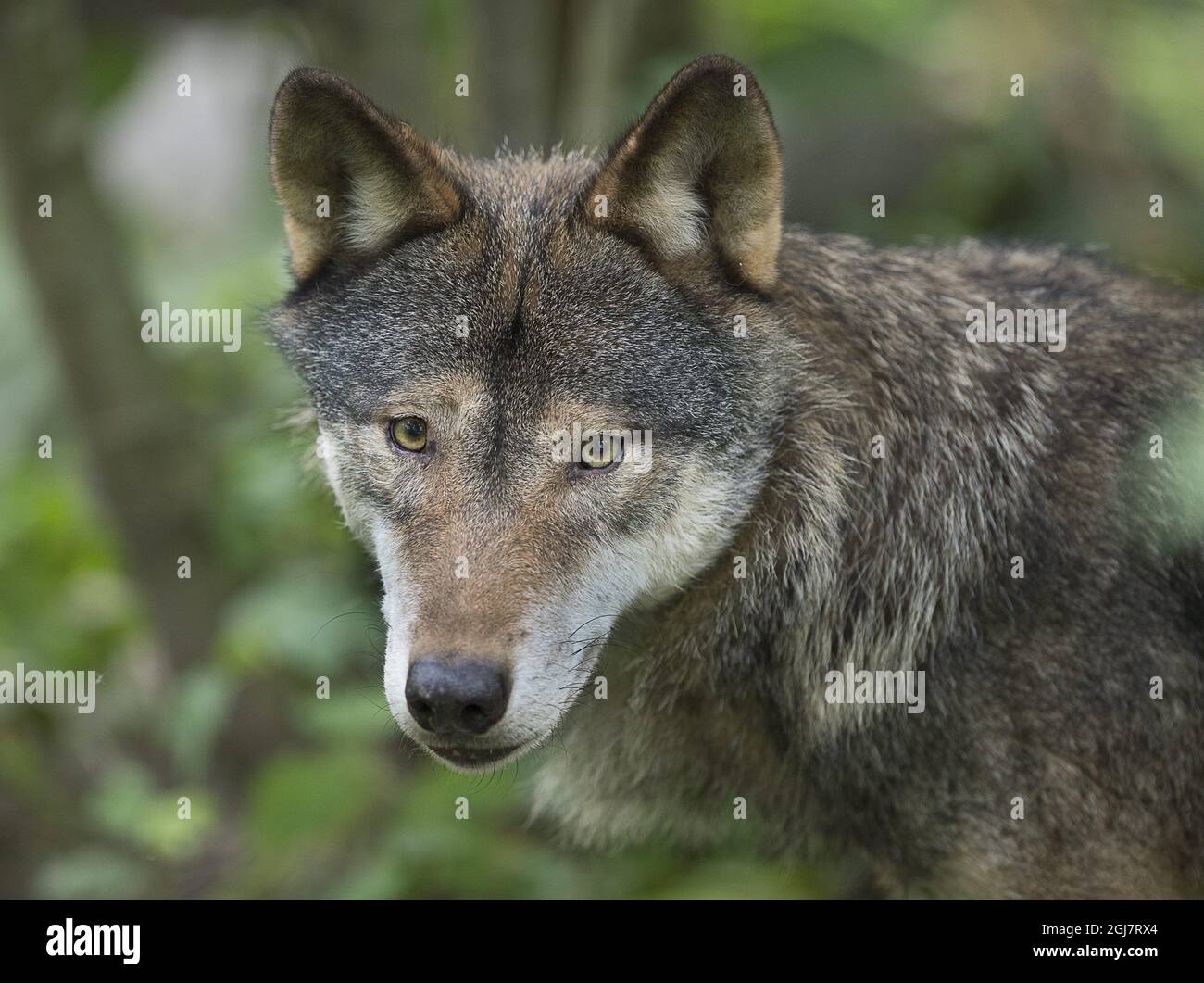 Wolf in a zoo Stock Photo - Alamy