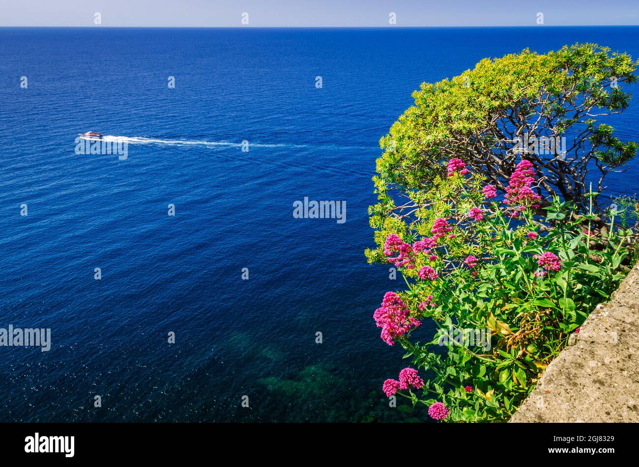 Tour boat and cliffside flowers in Corniglia, Cinque Terre, Liguria ...