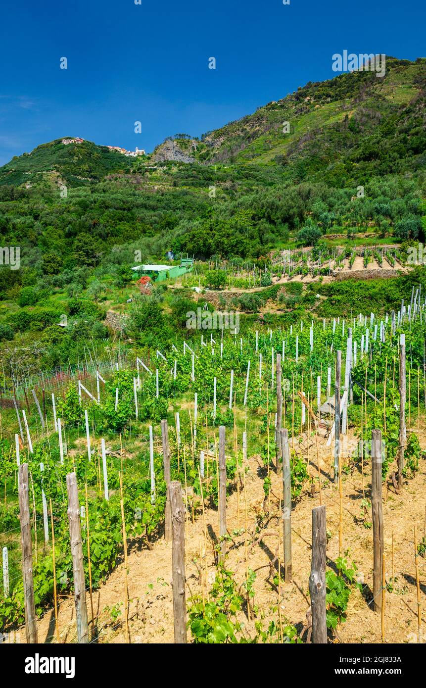 Hillside vineyards in Corniglia, Cinque Terre, Liguria, Italy ...
