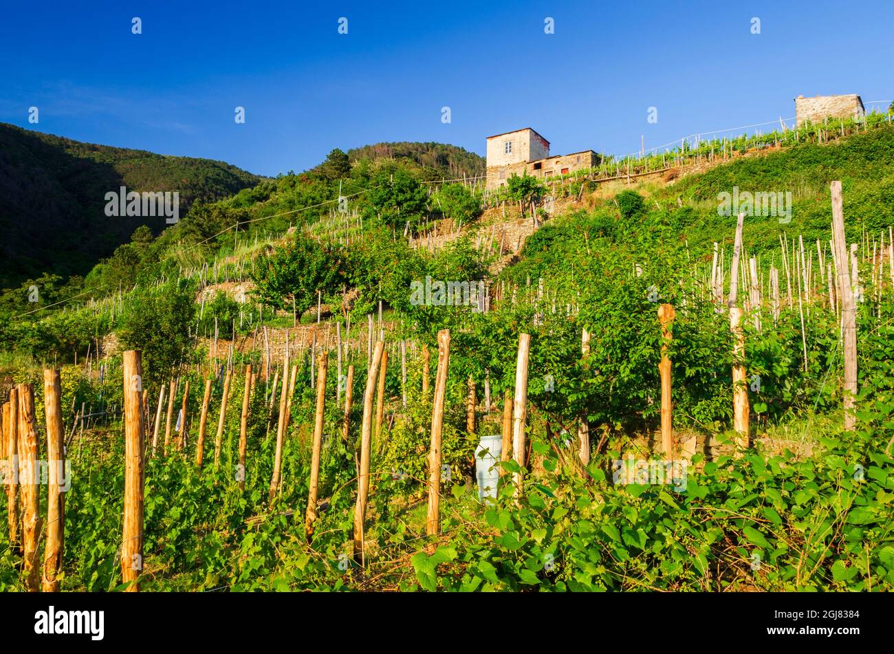 Vineyards and farm house, Corniglia, Cinque Terre, Liguria, Italy ...