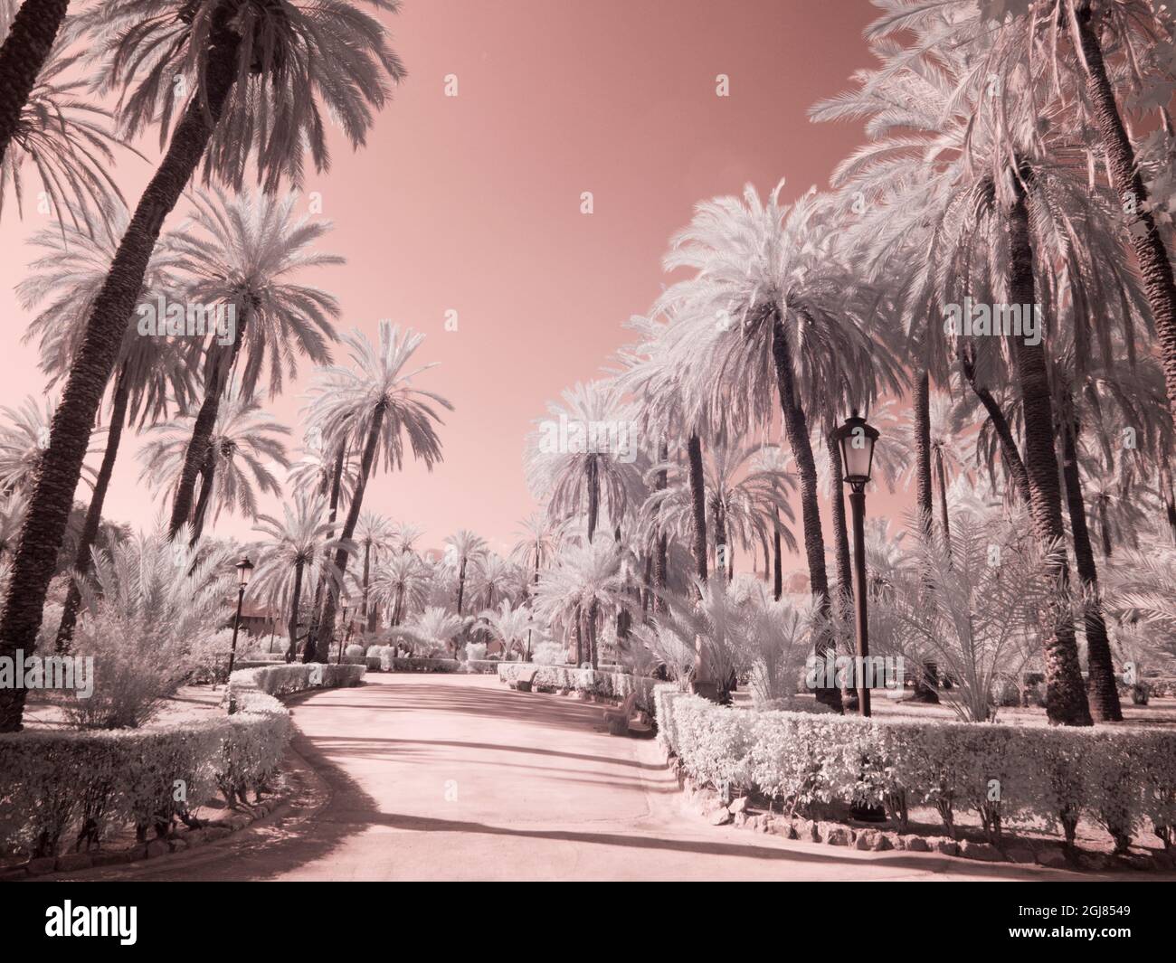 Italy, Sicily, Palermo. Palm trees in the garden Bonanno Palermo Stock ...