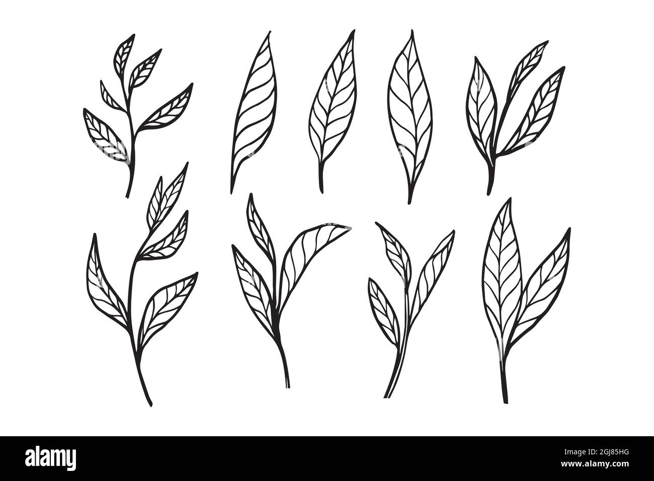 Chinese tea leaf sketch Stock Vector Images - Alamy