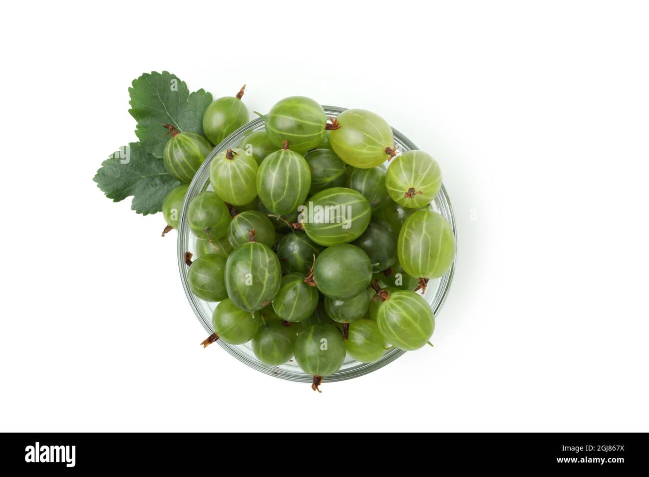 Gooseberry garden container hi-res stock photography and images - Alamy