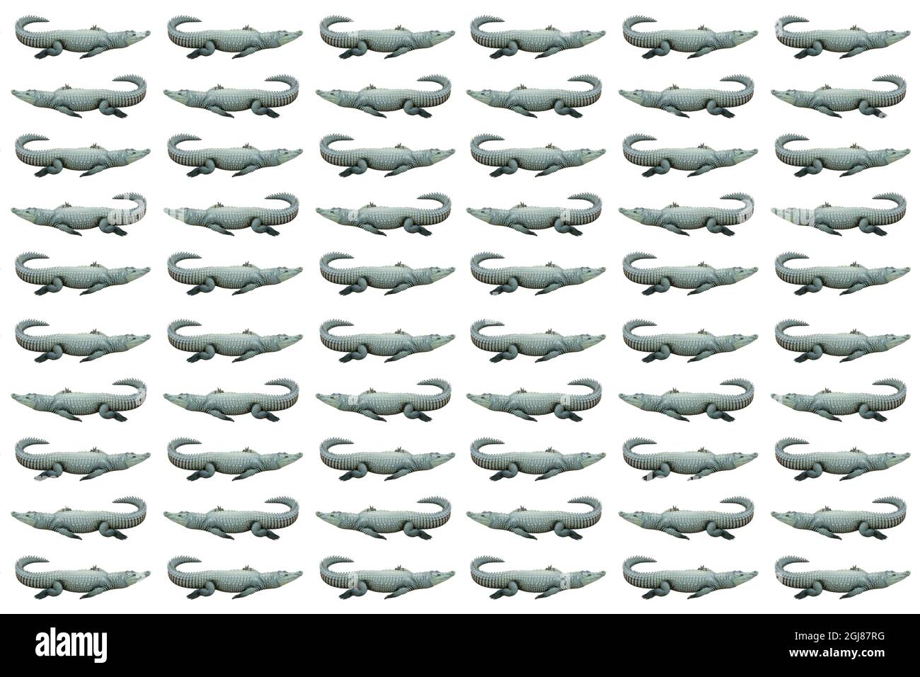 Crocodile or alligator pattern isolated on white background. Zoo ...
