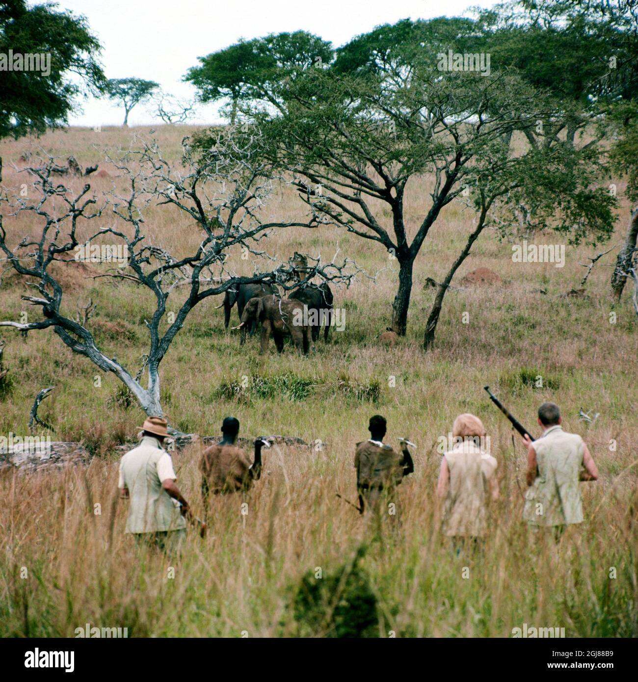 Hunting africa 1960s hi-res stock photography and images - Alamy