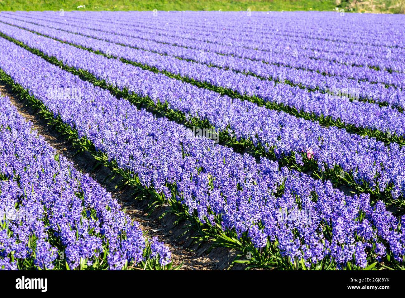 Europe, Netherlands, Holland. Field of purple hyacinth in Keukenhof ...