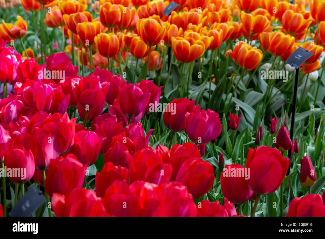 Europe, Netherlands. Red tulips at Keukenhof Gardens. Credit as: Wendy ...