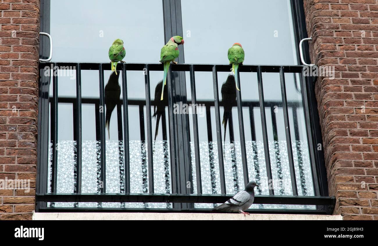 Europe, Netherlands, Amsterdam. Wild parakeets on building railing ...