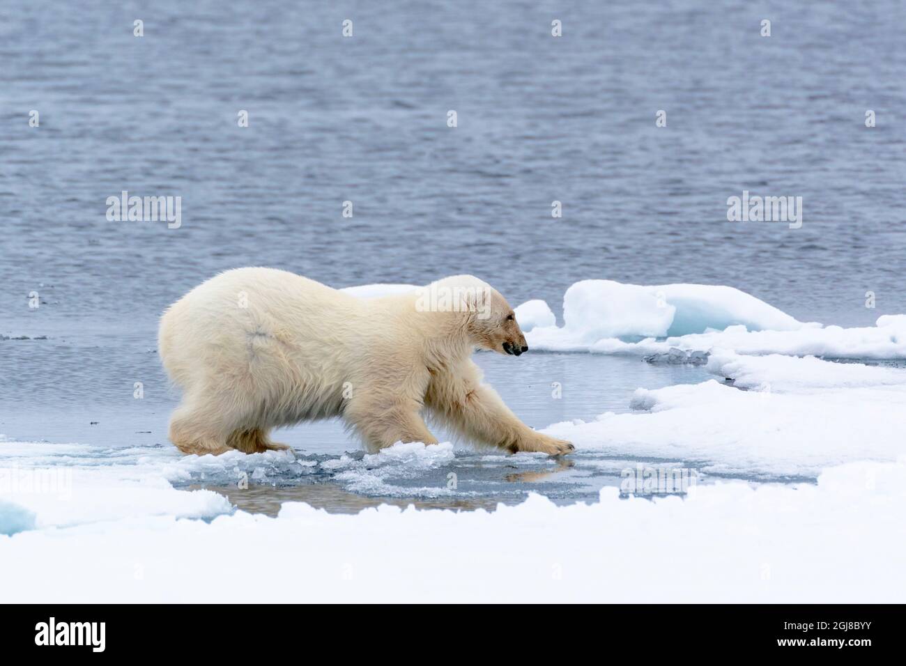 North of Svalbard, pack ice. A polar bear jumping over an open lead of ...