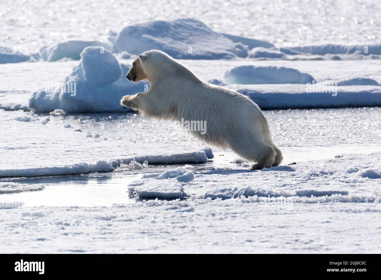 North of Svalbard, pack ice. A polar bear jumping over an open lead of ...