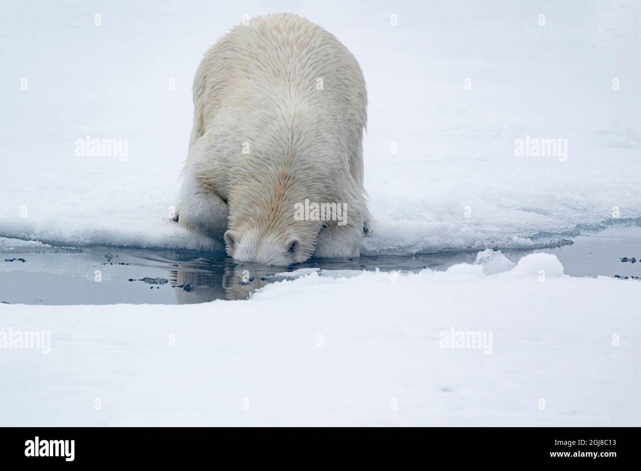 North of Svalbard, pack ice. A polar bear prepares to swim between ...