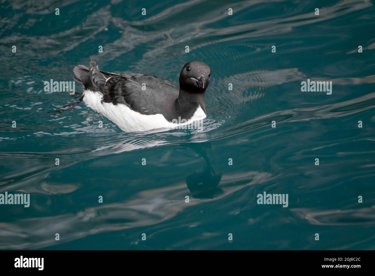 Svalbard, Spitsbergen, a common murre swimming in clear water Stock ...