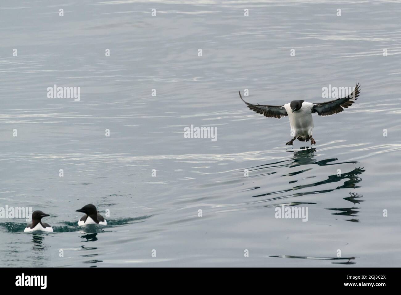 Svalbard, Spitsbergen, bird cliffs of Alkefjellet. A common murre comes ...