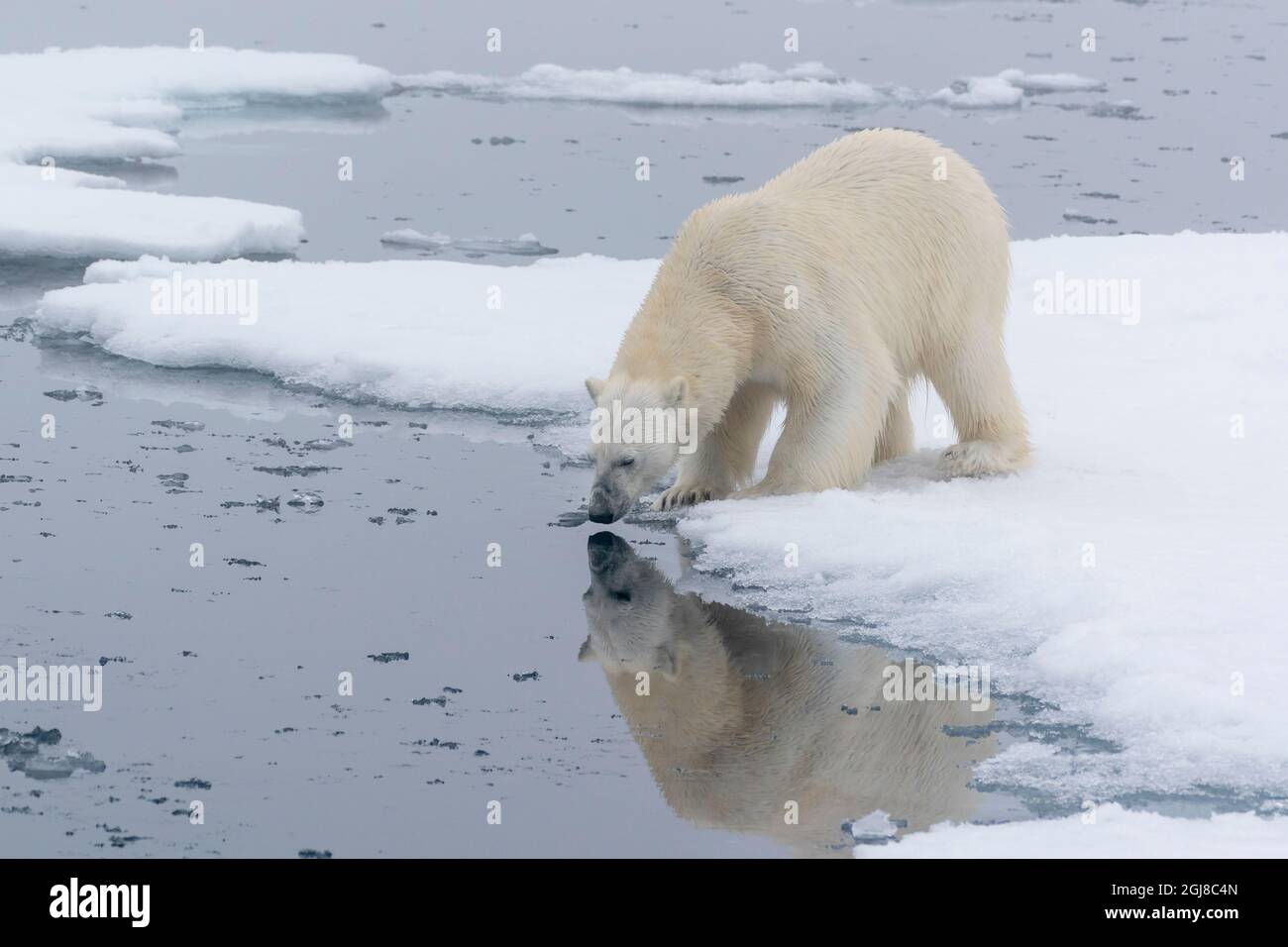 Arctic, north of Svalbard. Portrait of a polar bear with its reflection ...