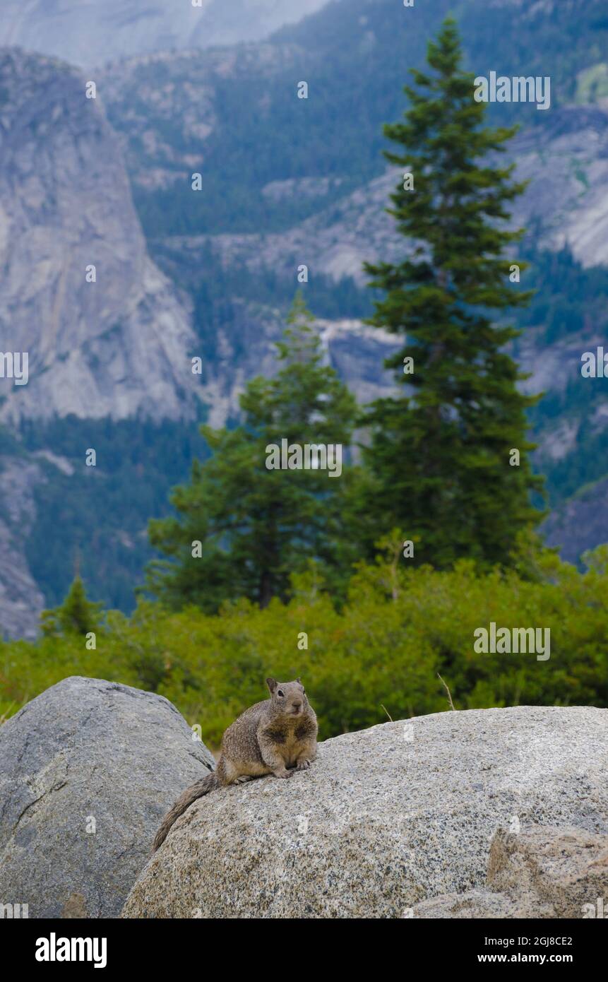 Squirrel, Glacier Point, Yosemite National Park, California, USA Stock Photo - Alamy