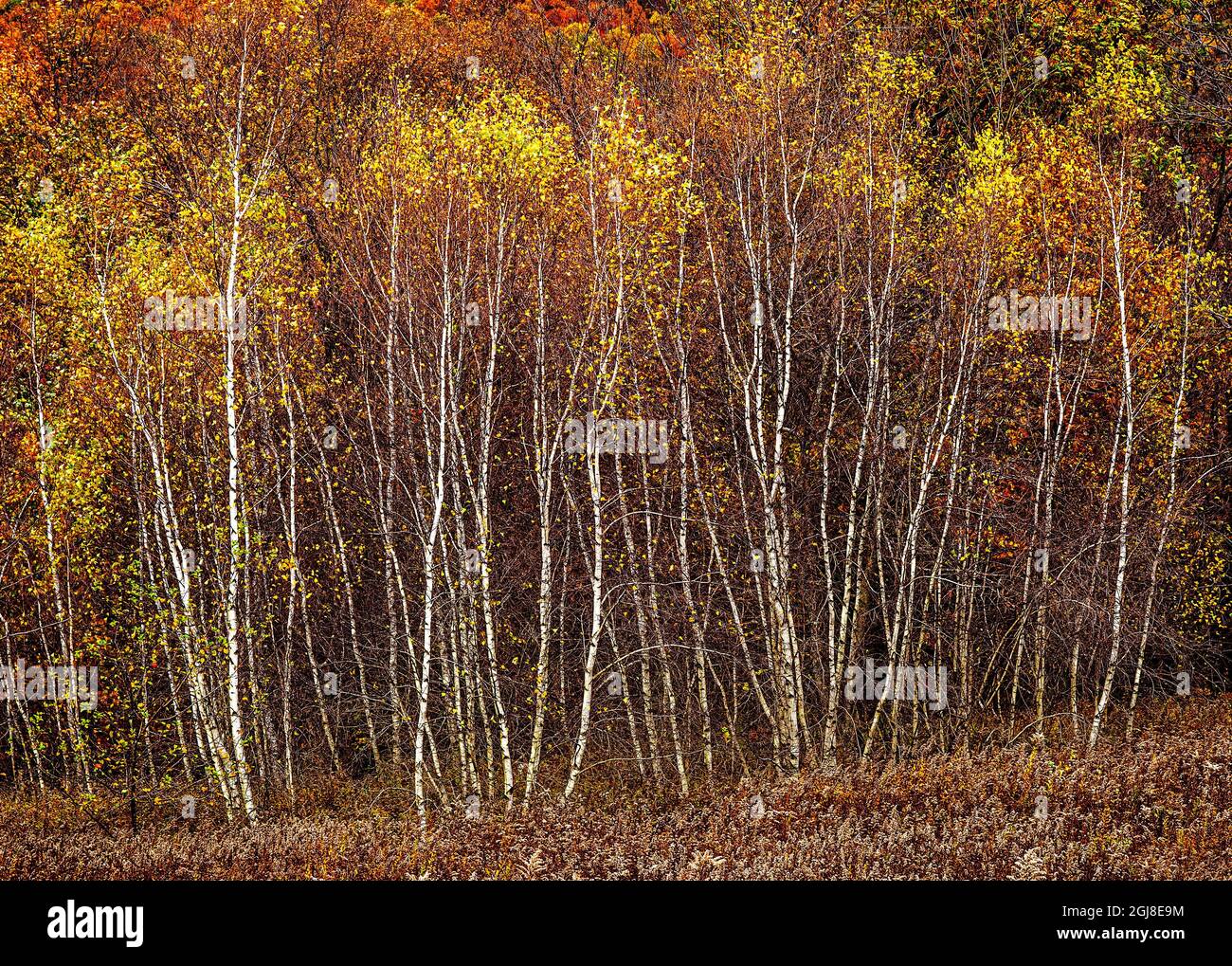 Birch trees in the fall hi-res stock photography and images - Alamy