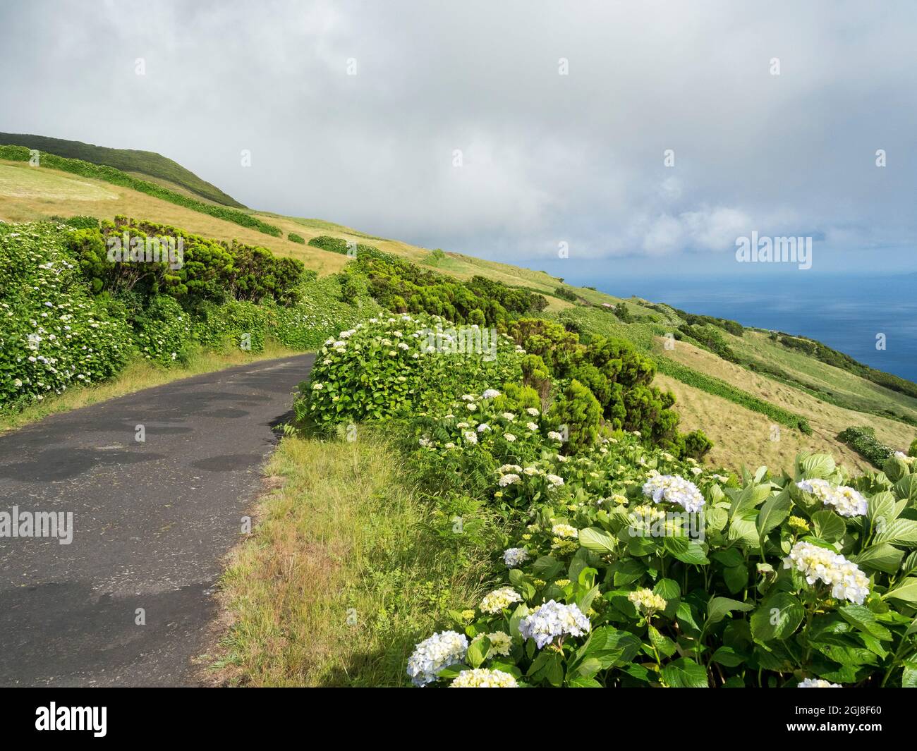 Landscape with hydrangea hedges near Rosais. Sao Jorge Island, Azores ...