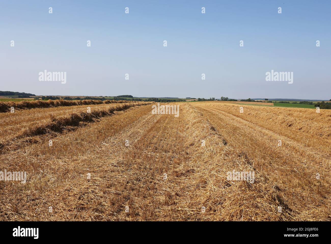 Newly mowed agricultural field with hay Stock Photo - Alamy