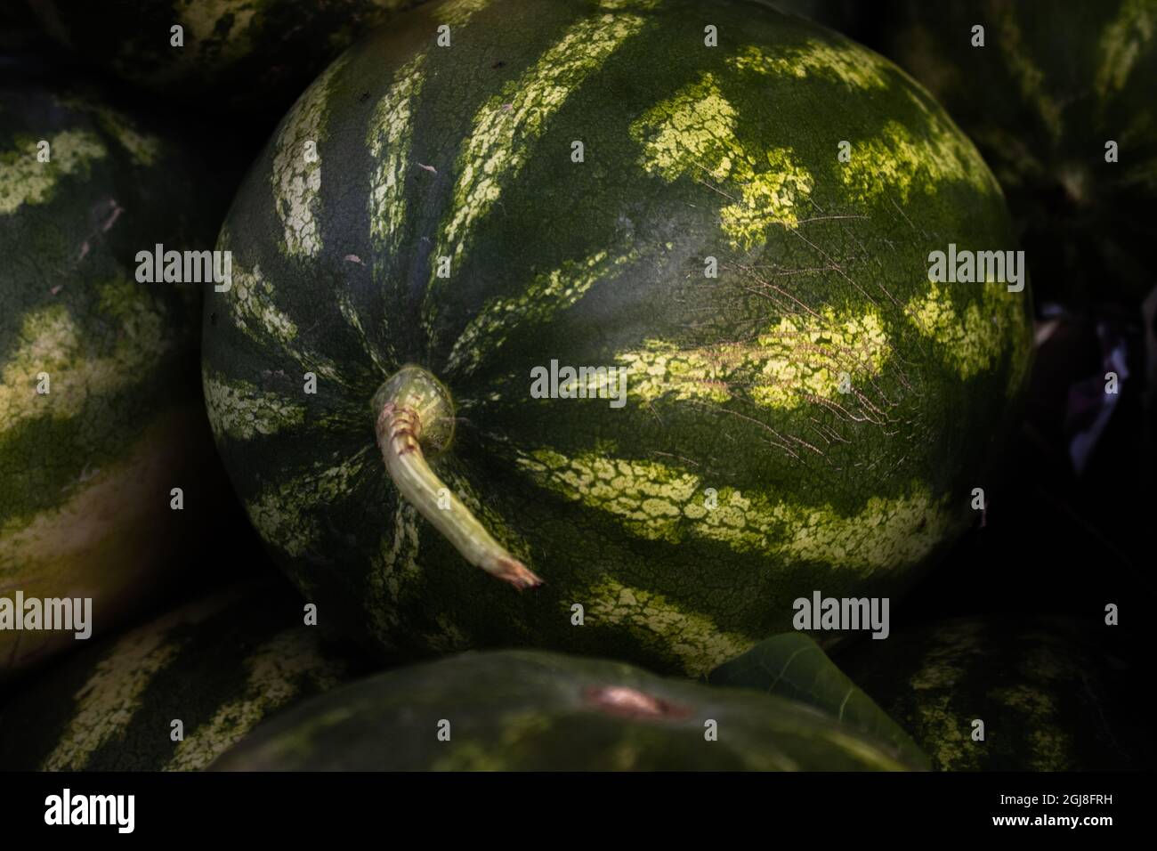 dark photographic photo of a watermelon surrounded by water melons ...