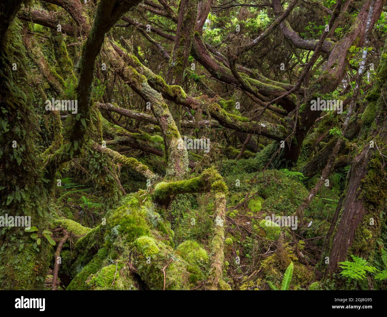 Cloud Forest with endemic vegetation. Terceira Island, Azores, Portugal ...
