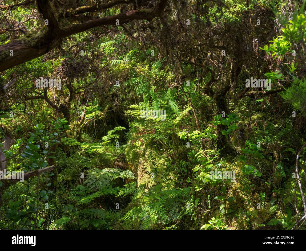 Cloud Forest with endemic vegetation. Terceira Island, Azores, Portugal ...