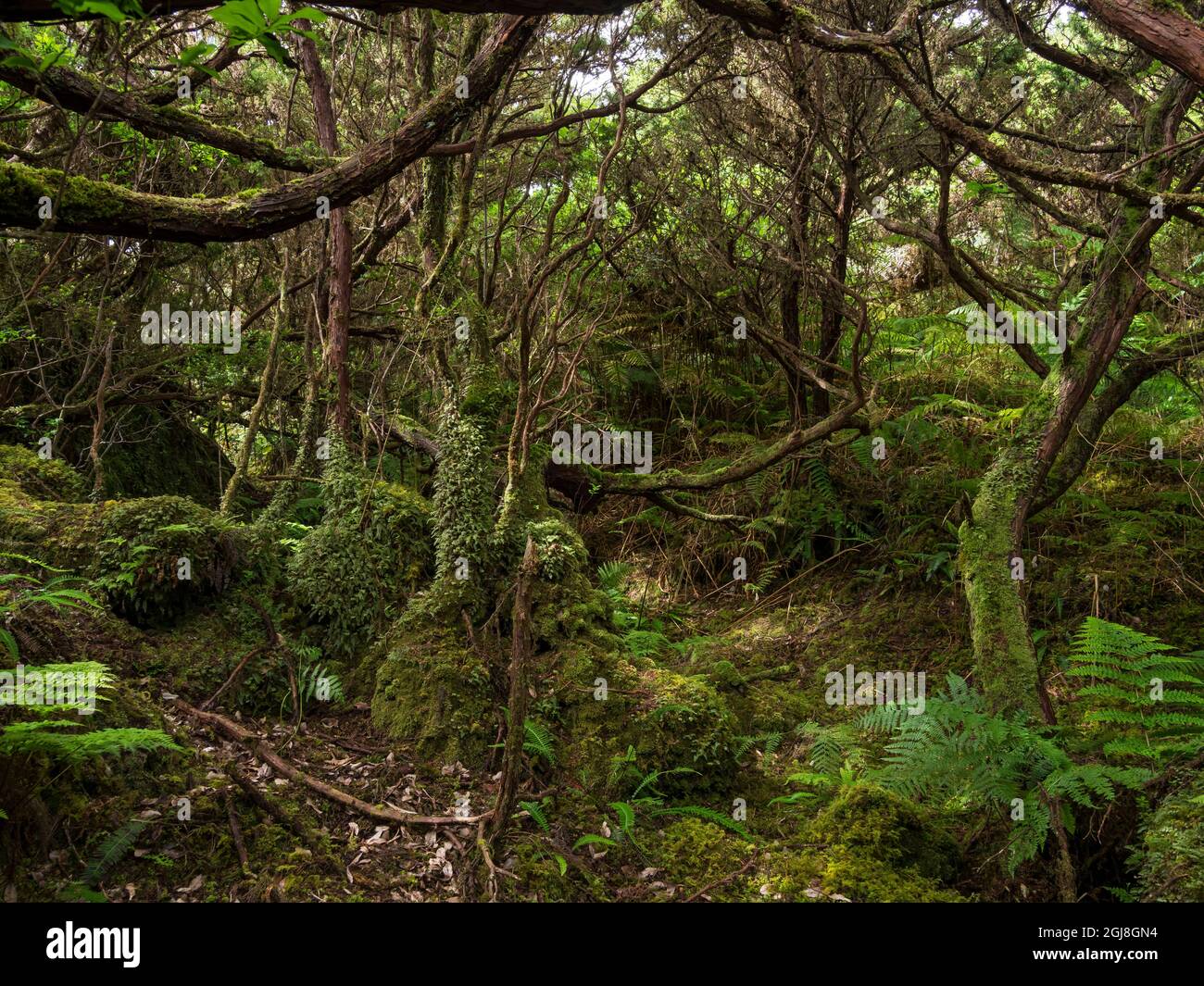 Cloud Forest with endemic vegetation (laurel, Azores juniper, tree ...