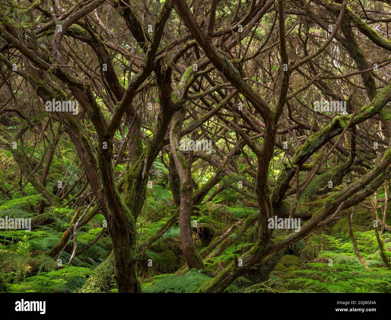 Cloud Forest with endemic vegetation (laurel, Azores juniper, tree ...