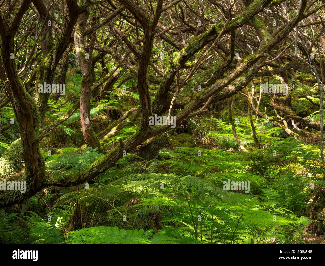 Cloud Forest with endemic vegetation (laurel, Azores juniper, tree ...