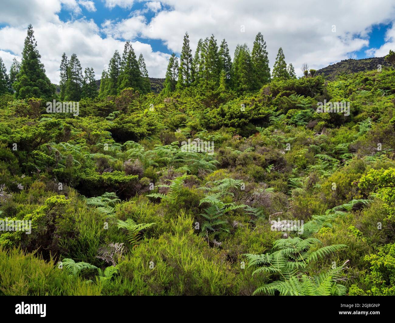 Landscape of the neovolcanic area Misterio dos Negros Stock Photo - Alamy