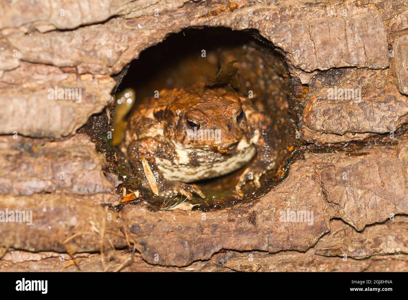 Common toad hiding inside a tree trunk Stock Photo - Alamy
