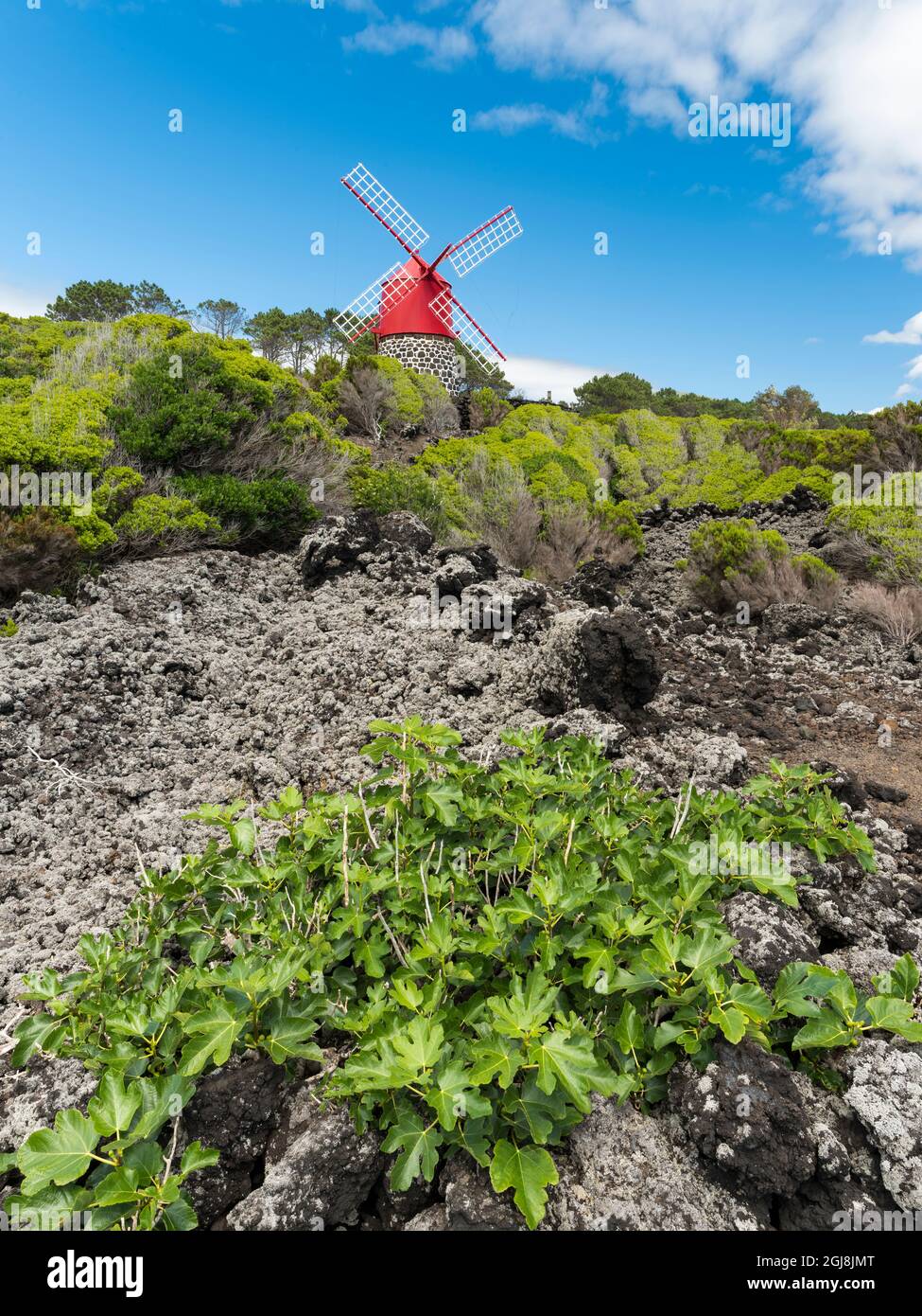 Traditional windmill near Sao Joao. Pico Island, an island in the ...