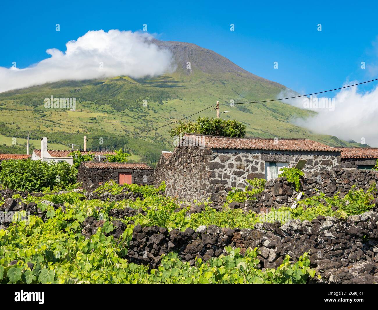 Viniculture vintner hi-res stock photography and images - Alamy