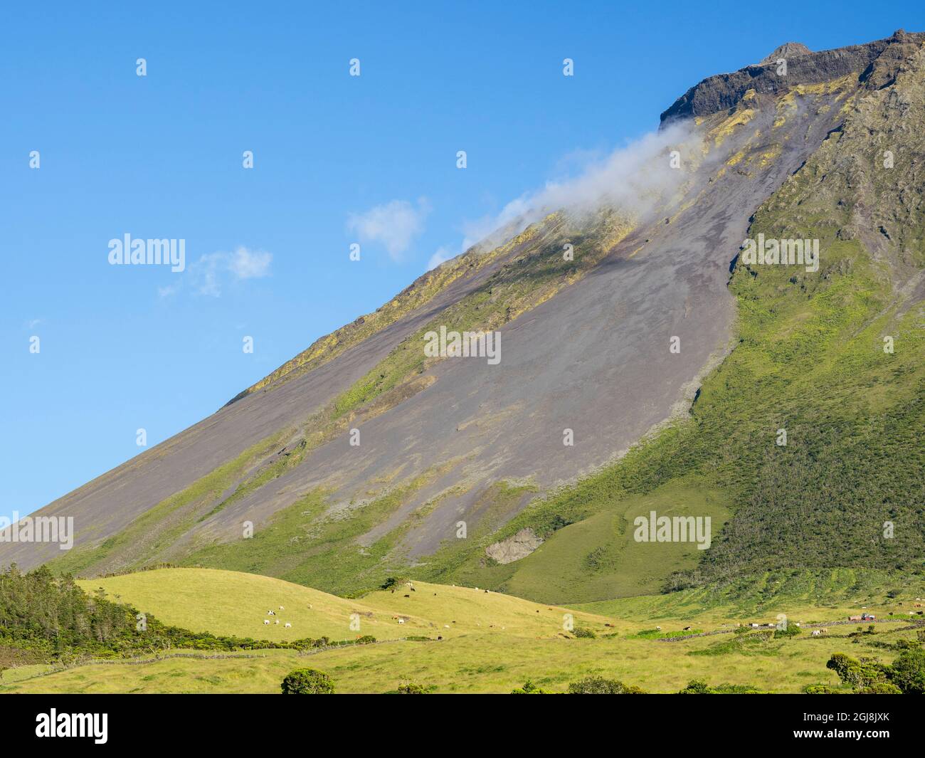 Vulcano Pico, pasture with cows. Pico Island, an island in the Azores ...
