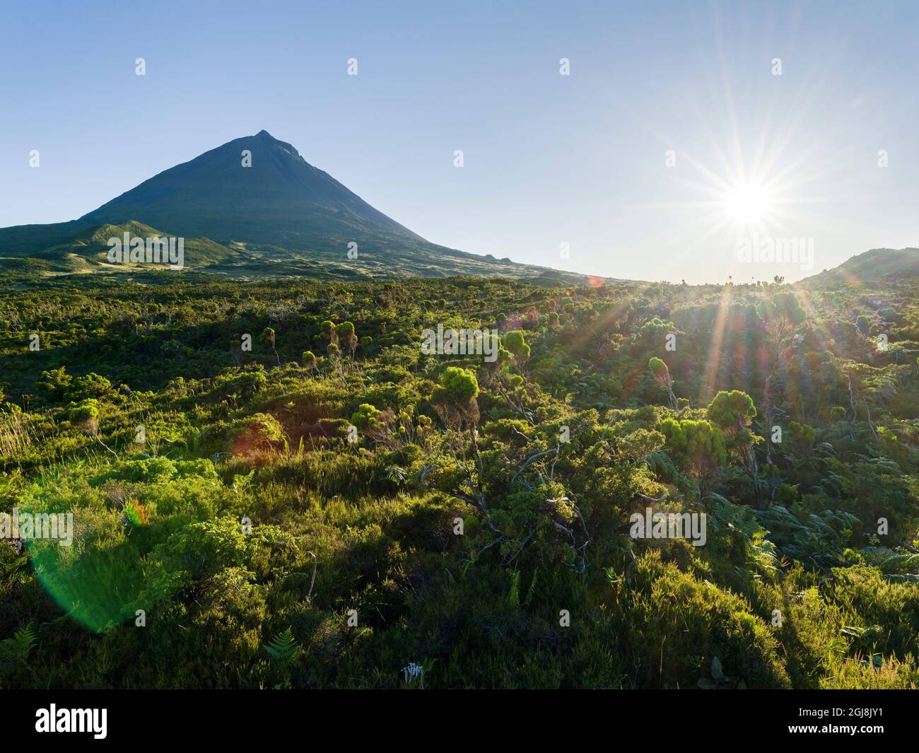 Wetland with endemic vegatation, Azores juniper (Juniperus brevifolia ...